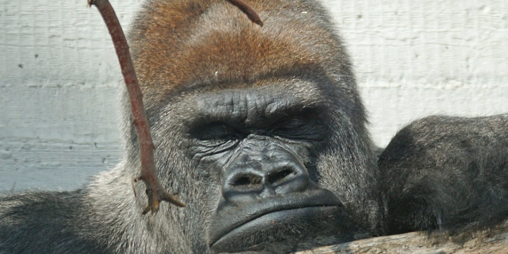 Thoughts on Thought Leaders – Sarah Pressler